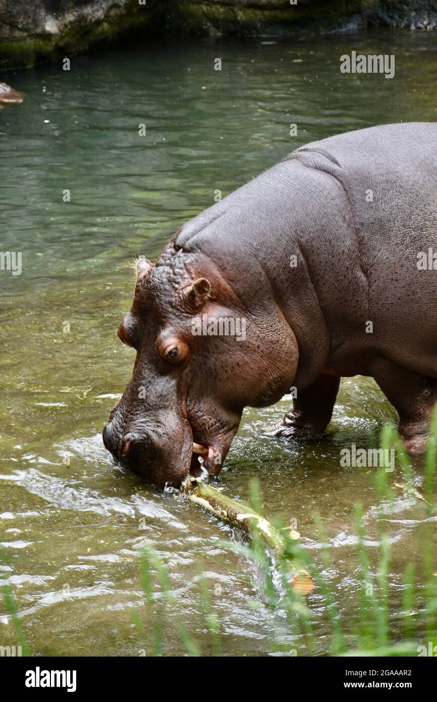 Seattle's iconic Woodland Park Zoo Stock Photo - Alamy