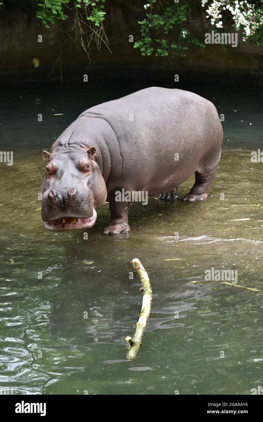 Seattle's iconic Woodland Park Zoo Stock Photo - Alamy