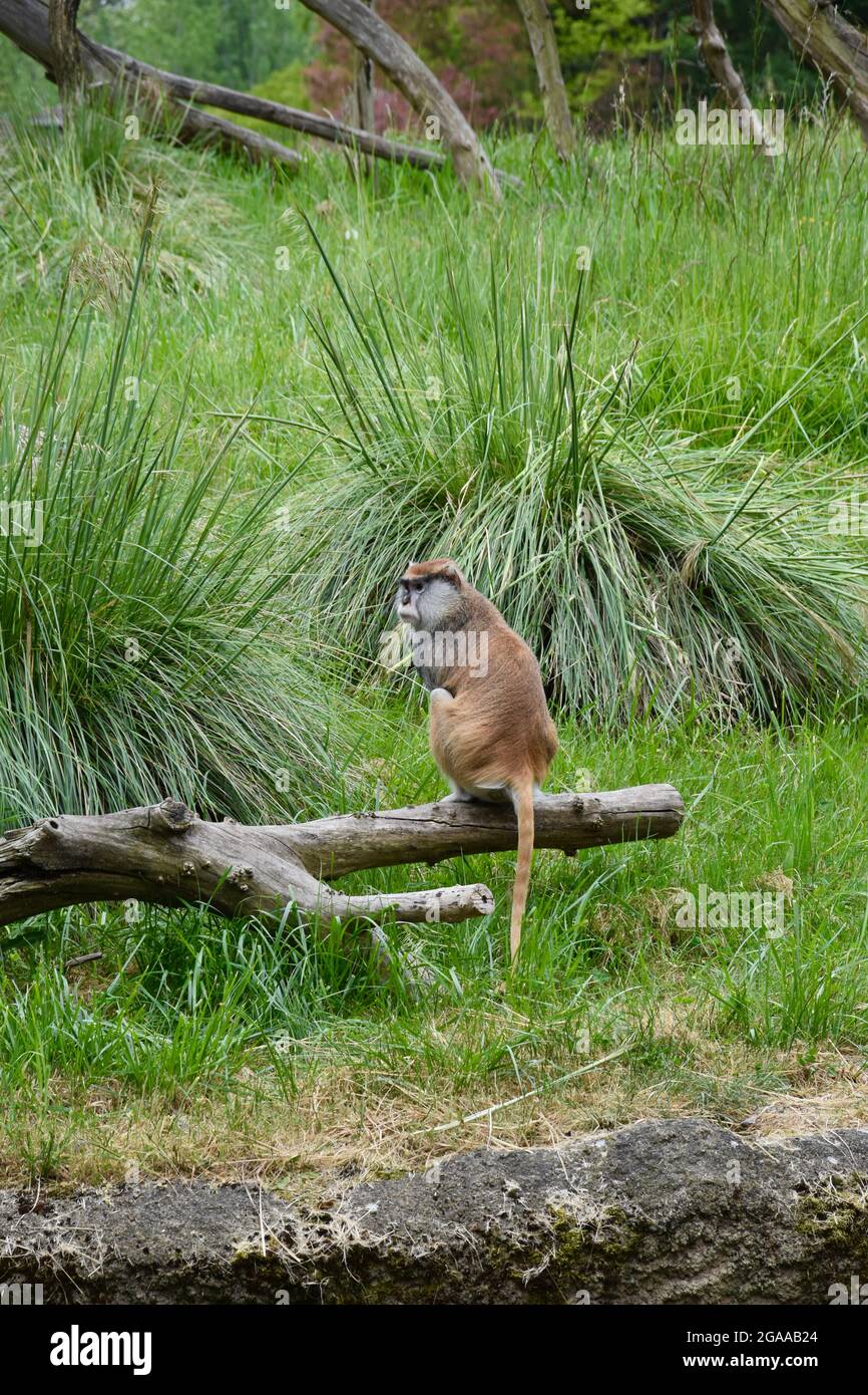 Seattle's iconic Woodland Park Zoo Stock Photo - Alamy