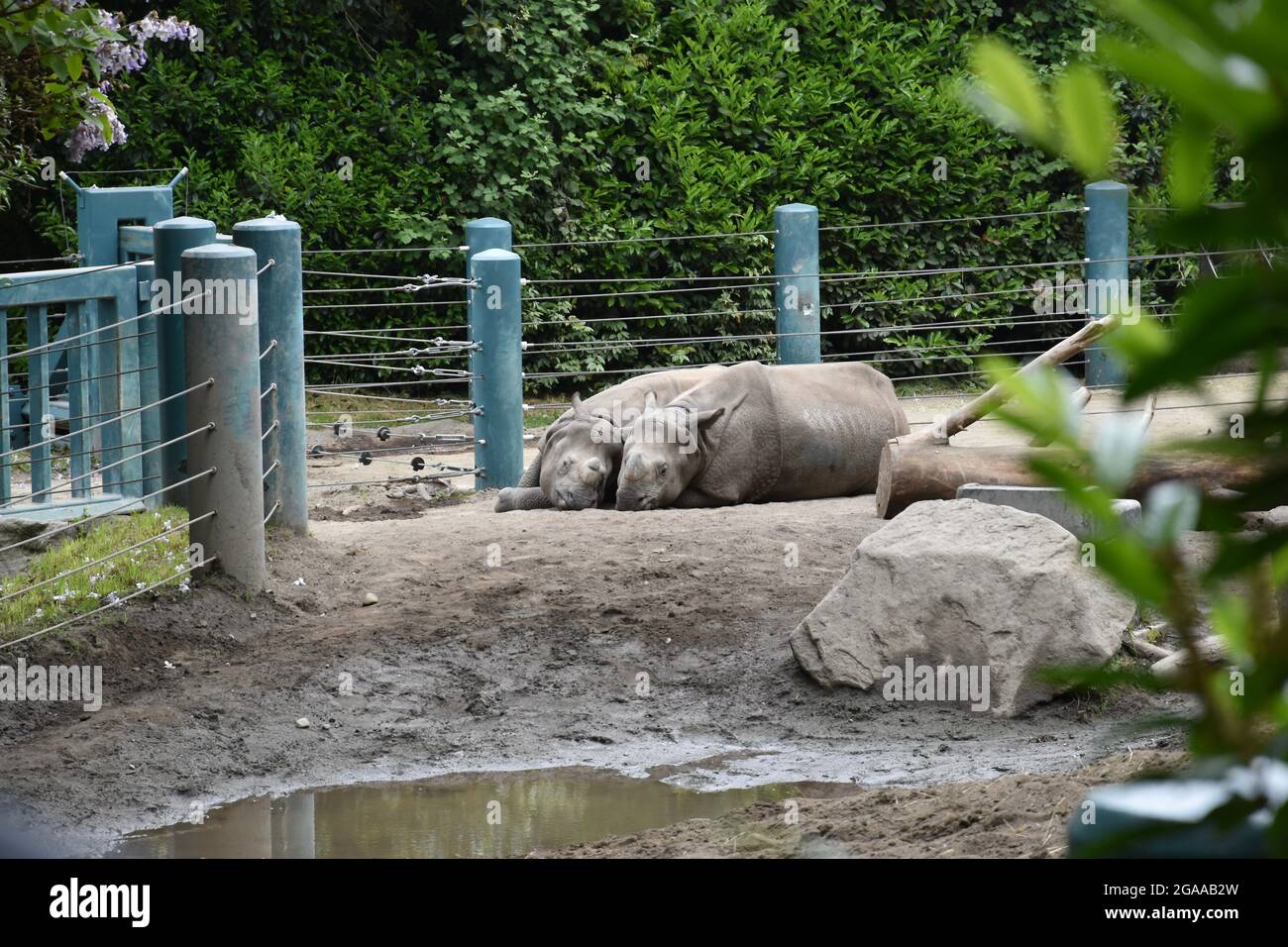 Seattle's iconic Woodland Park Zoo Stock Photo - Alamy