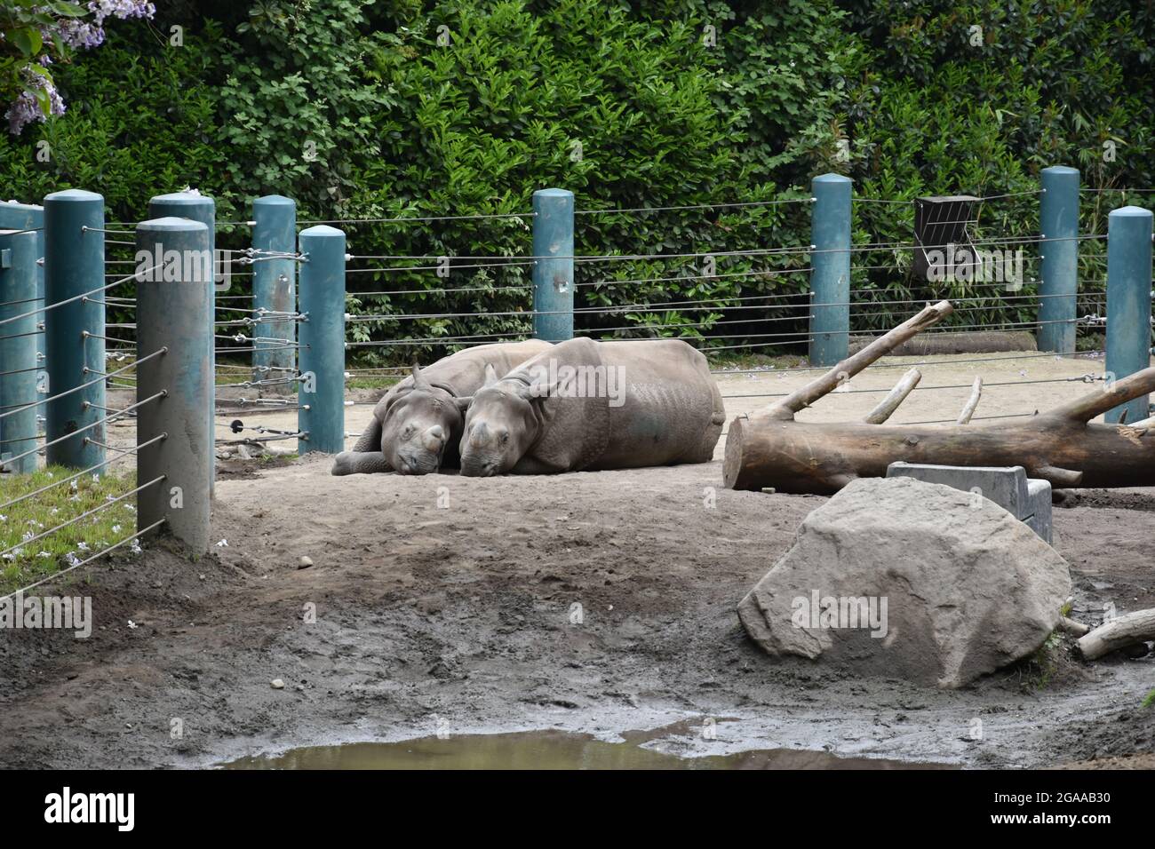 Seattle's iconic Woodland Park Zoo Stock Photo - Alamy