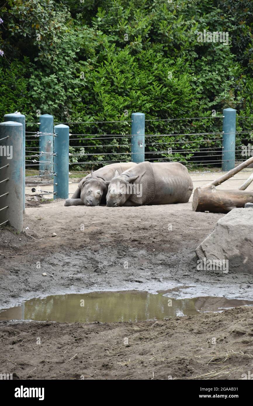 Seattle's iconic Woodland Park Zoo Stock Photo - Alamy