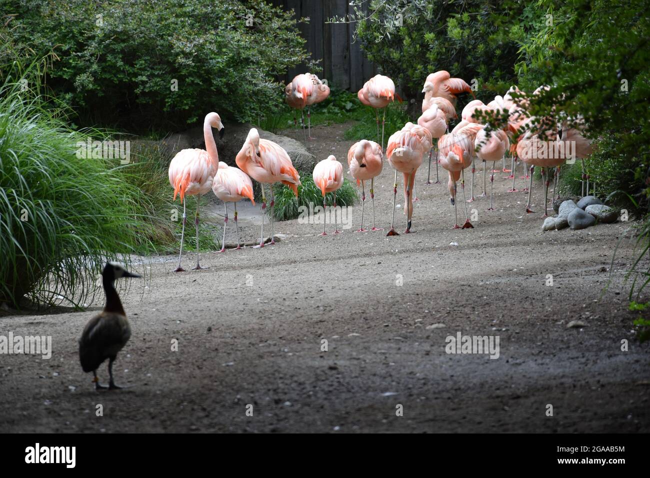 Seattle's iconic Woodland Park Zoo Stock Photo - Alamy