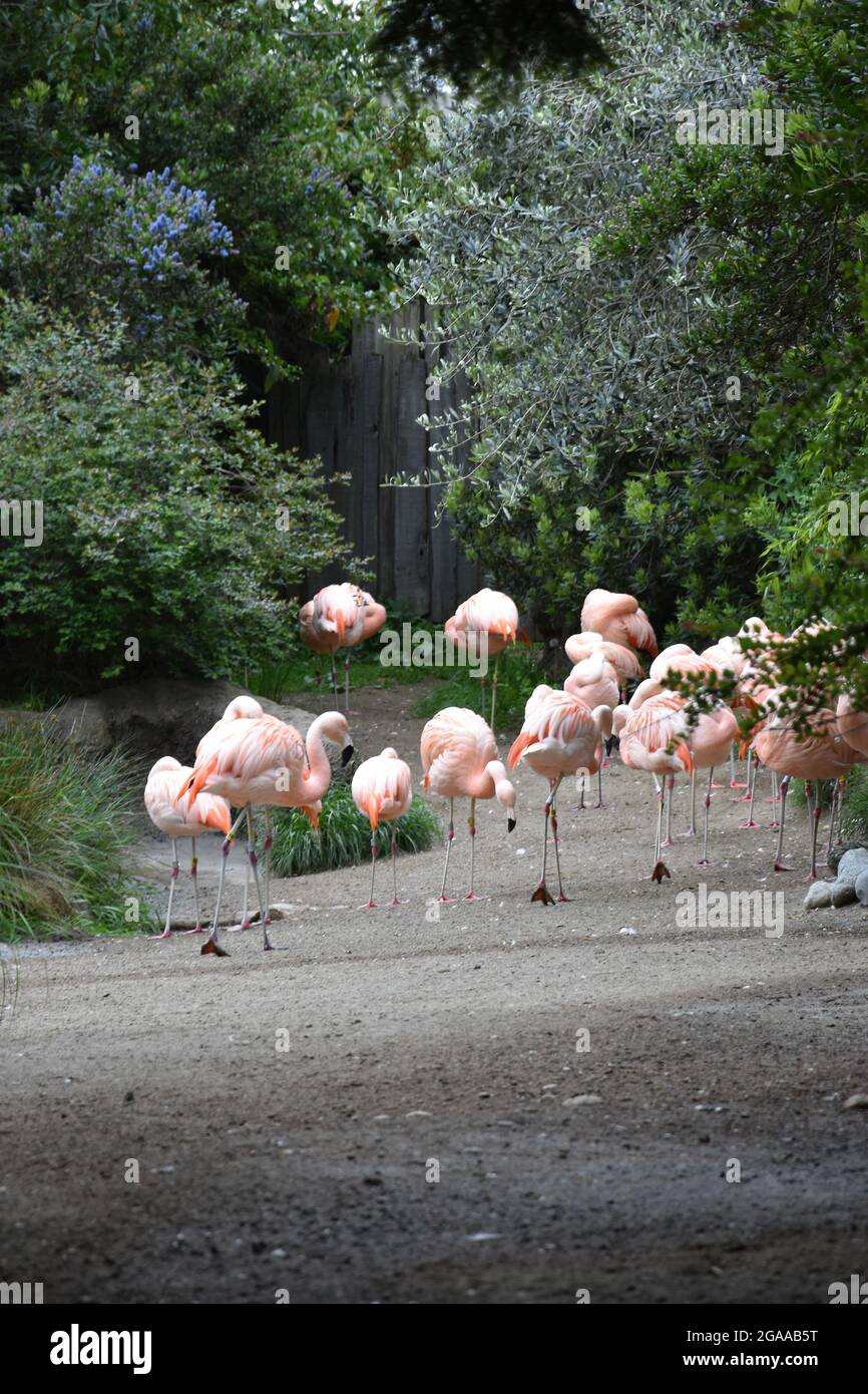Seattle's iconic Woodland Park Zoo Stock Photo - Alamy
