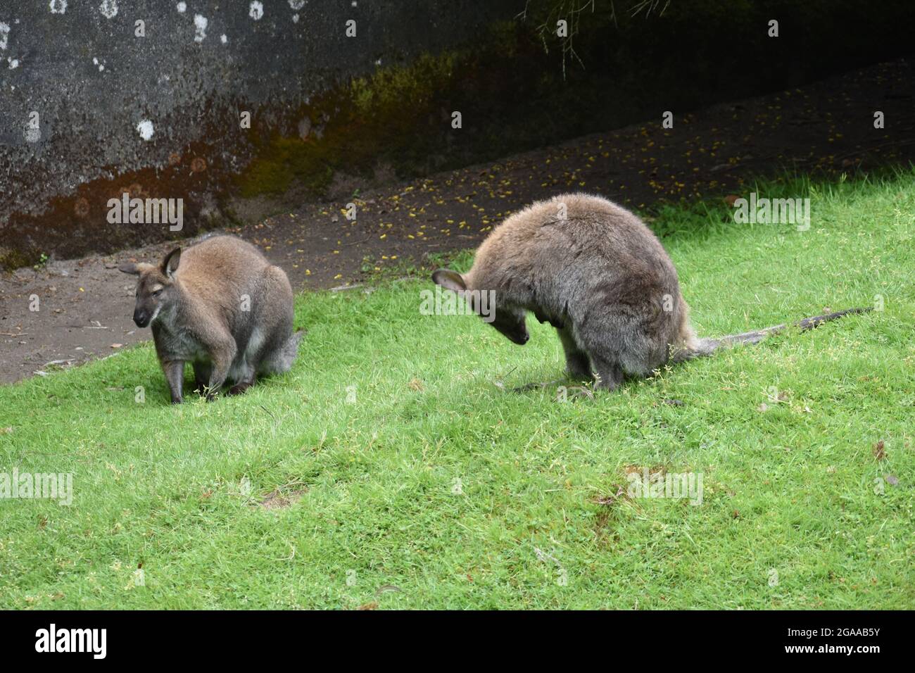 Seattle's iconic Woodland Park Zoo Stock Photo - Alamy