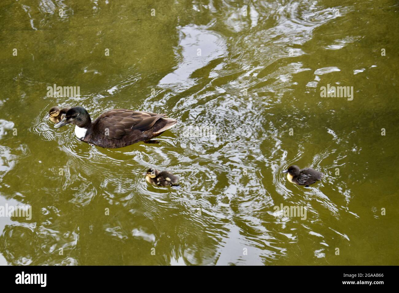 Seattle's iconic Woodland Park Zoo Stock Photo - Alamy