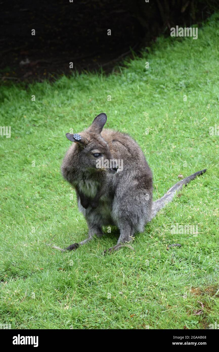 Seattle's iconic Woodland Park Zoo Stock Photo - Alamy