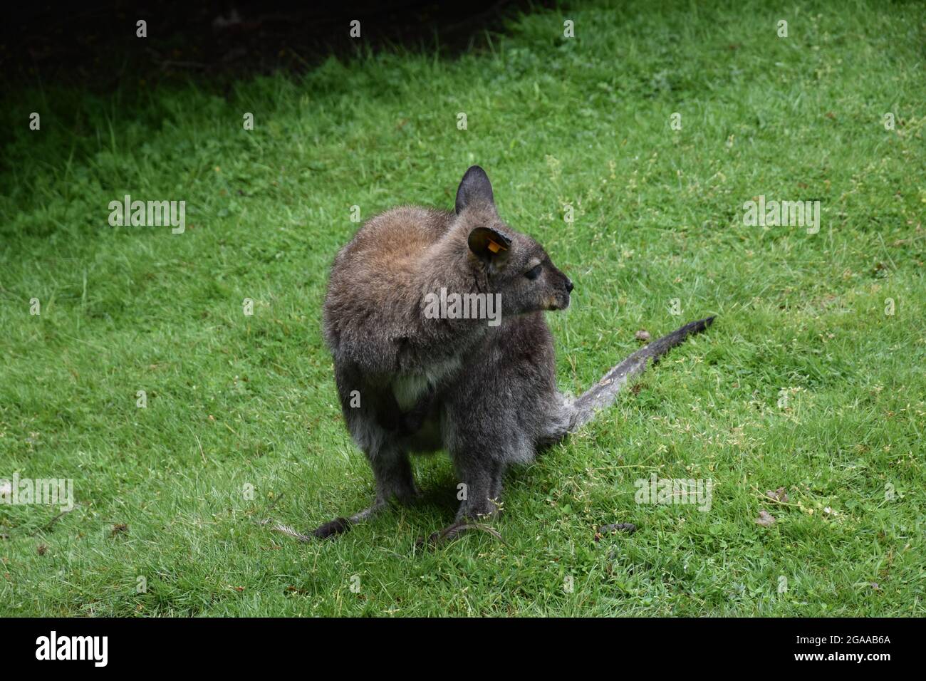 Seattle's iconic Woodland Park Zoo Stock Photo - Alamy