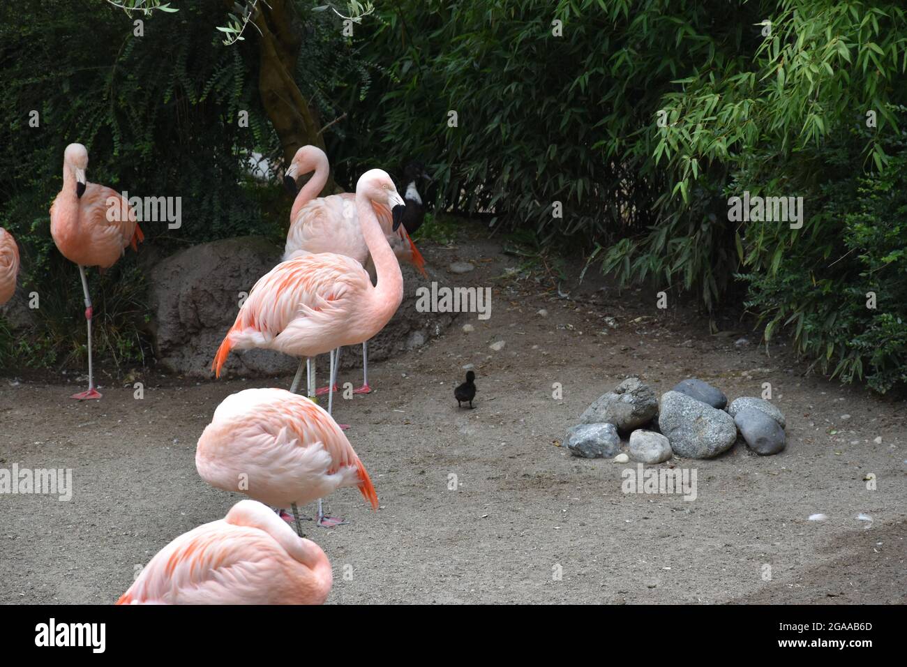 Seattle's iconic Woodland Park Zoo Stock Photo - Alamy