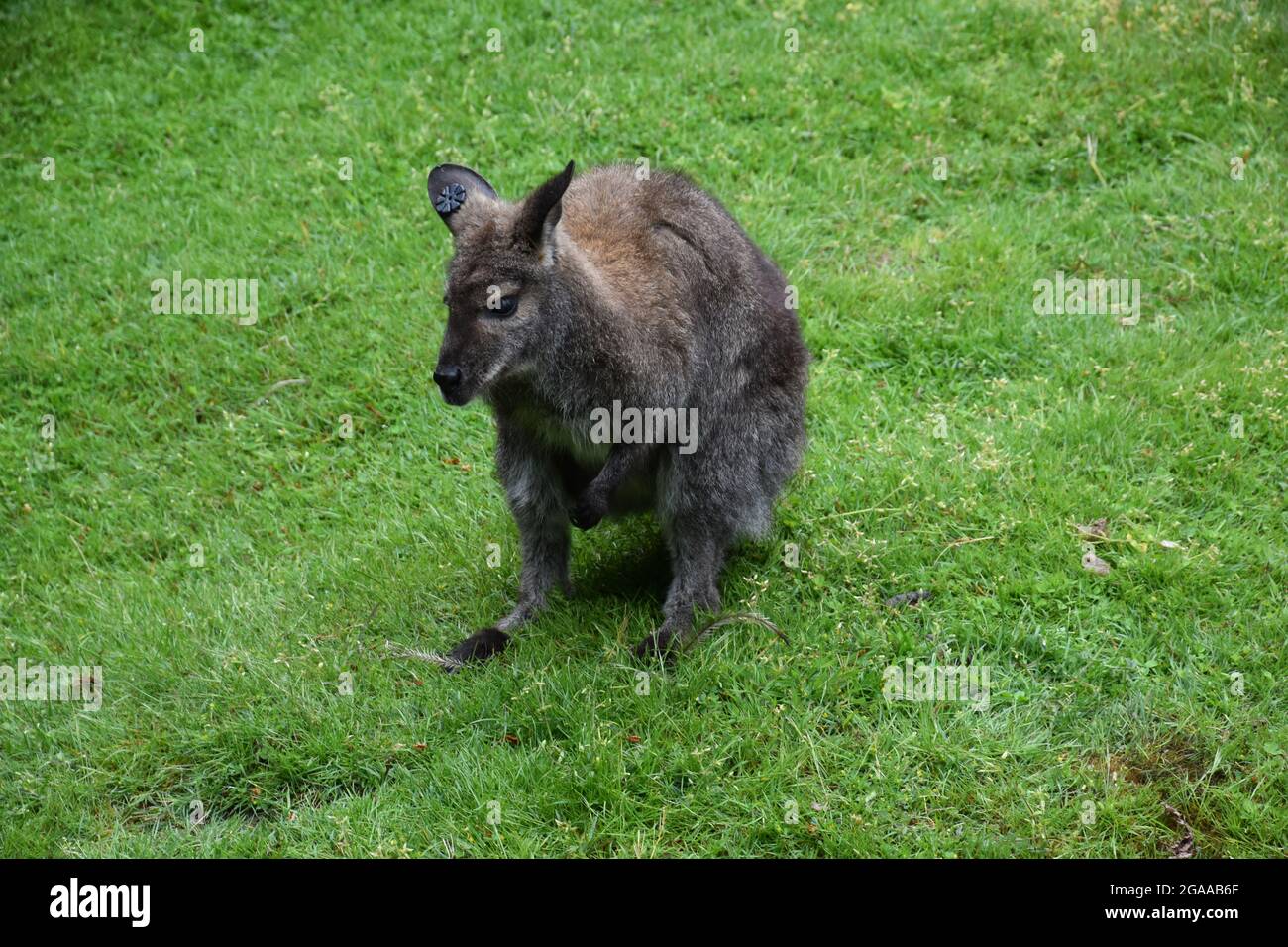 Seattle's iconic Woodland Park Zoo Stock Photo - Alamy