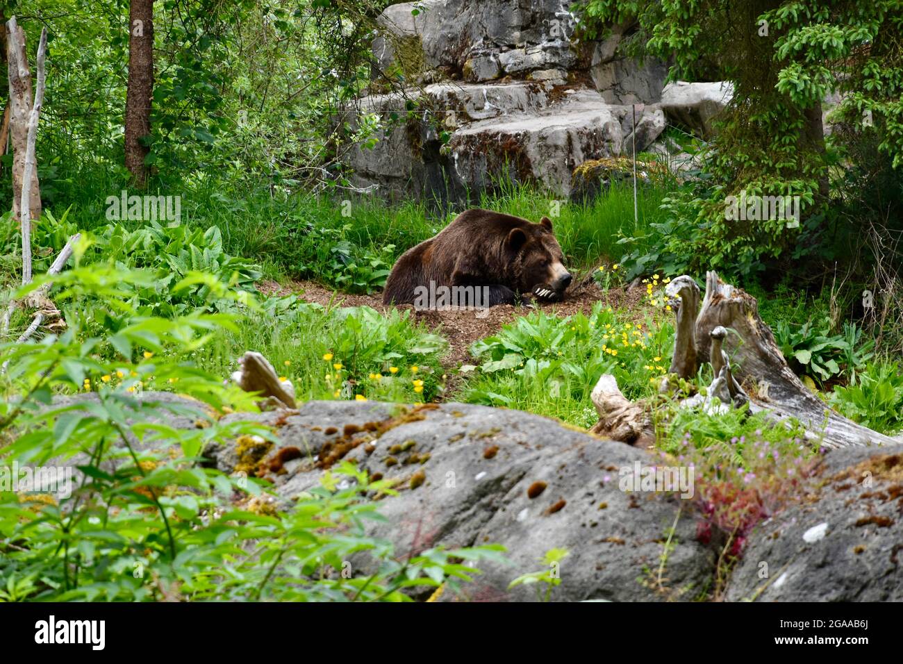 Seattle's iconic Woodland Park Zoo Stock Photo - Alamy