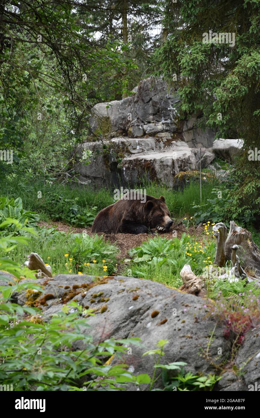 Seattle's iconic Woodland Park Zoo Stock Photo - Alamy