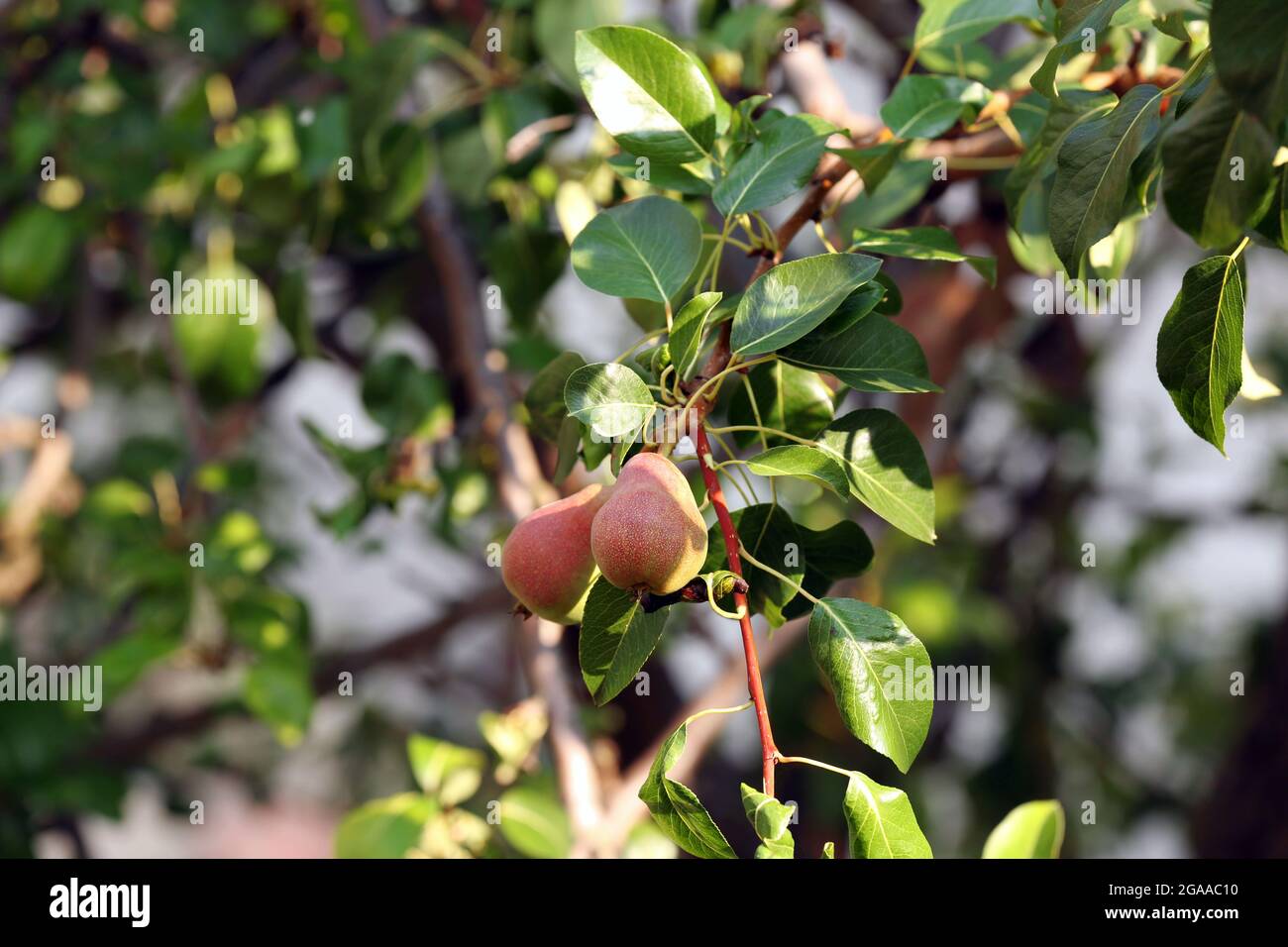 Pear tree in the garden Stock Photo - Alamy