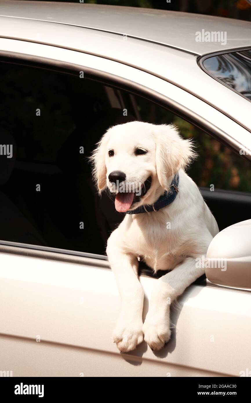 Cute Labrador retriever dog in car Stock Photo - Alamy