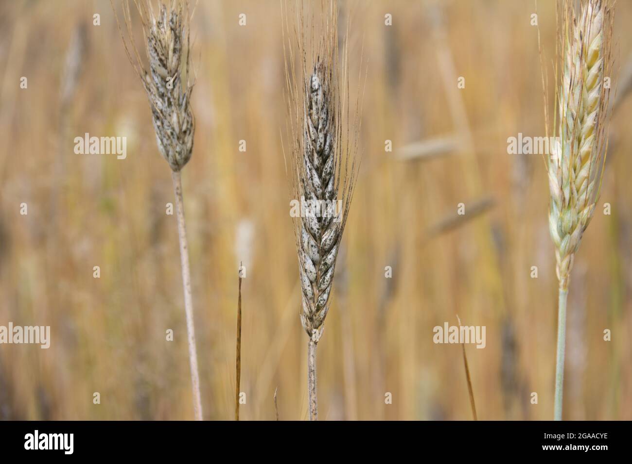 Cereal Crops Fungal Diseases at Nancy Grondin blog