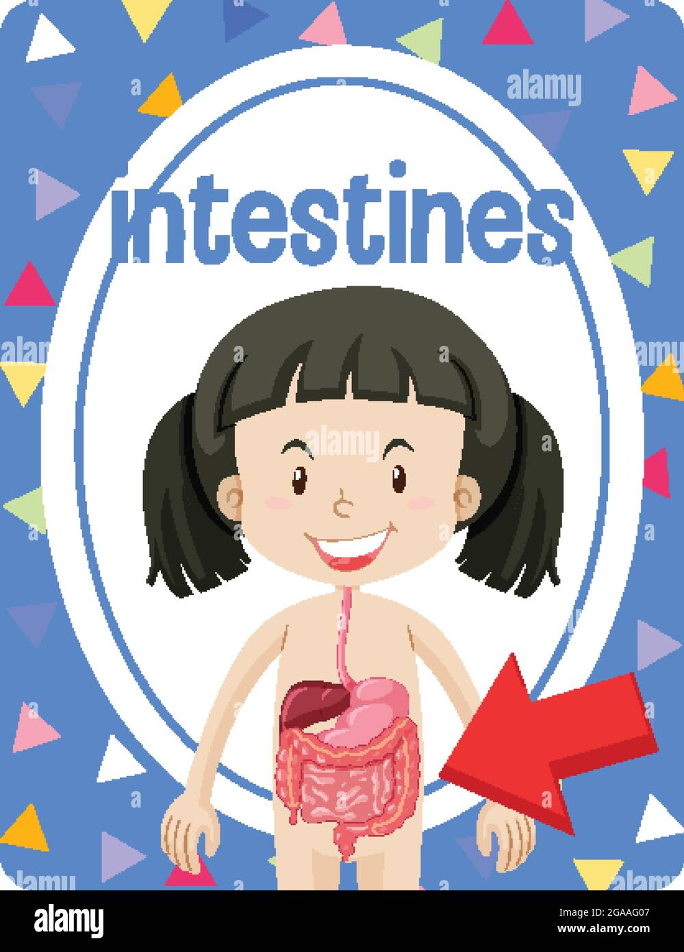 Vocabulary flashcard with word Intestines illustration Stock Vector ...