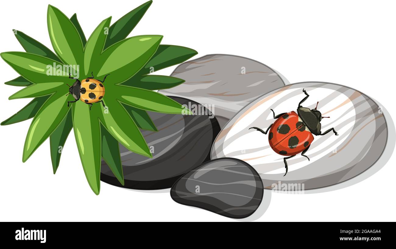 Ladybug close up on Stock Vector Images - Alamy