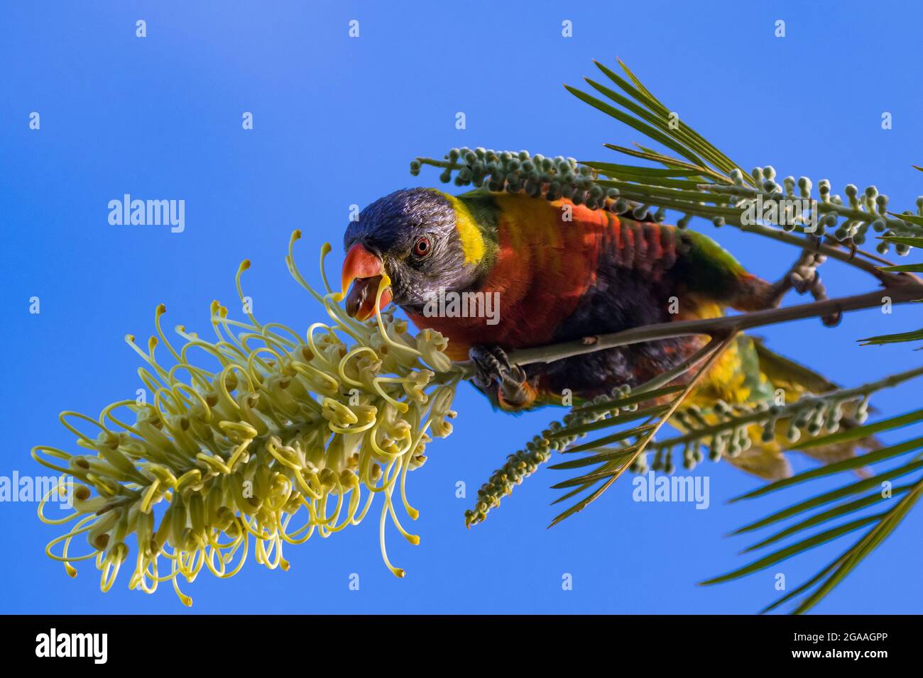 Rainbow Lorikeets feeding on nectar from a Banksia tree Stock Photo - Alamy