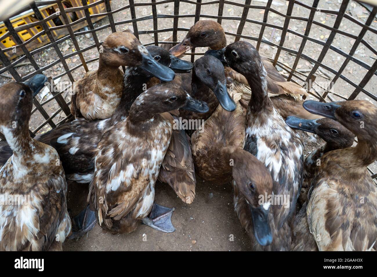 Flock of farm ducks inside a cage Stock Photo - Alamy