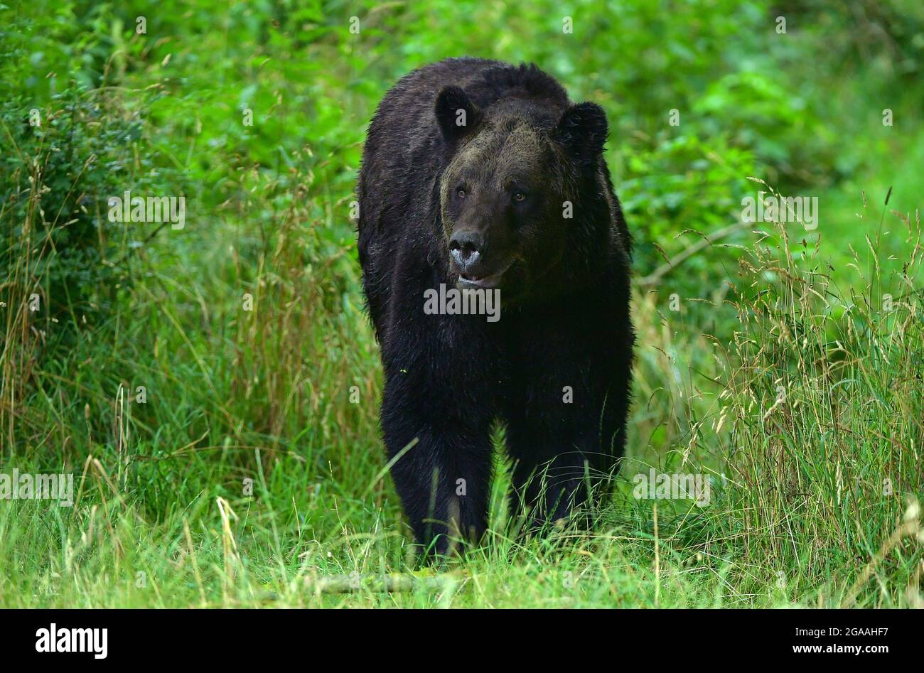 Leinefelde Worbis, Germany. 28th July, 2021. Bear "Pedro" roams through ...
