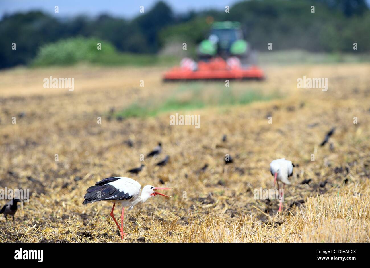 Stubble and stache hi-res stock photography and images - Alamy