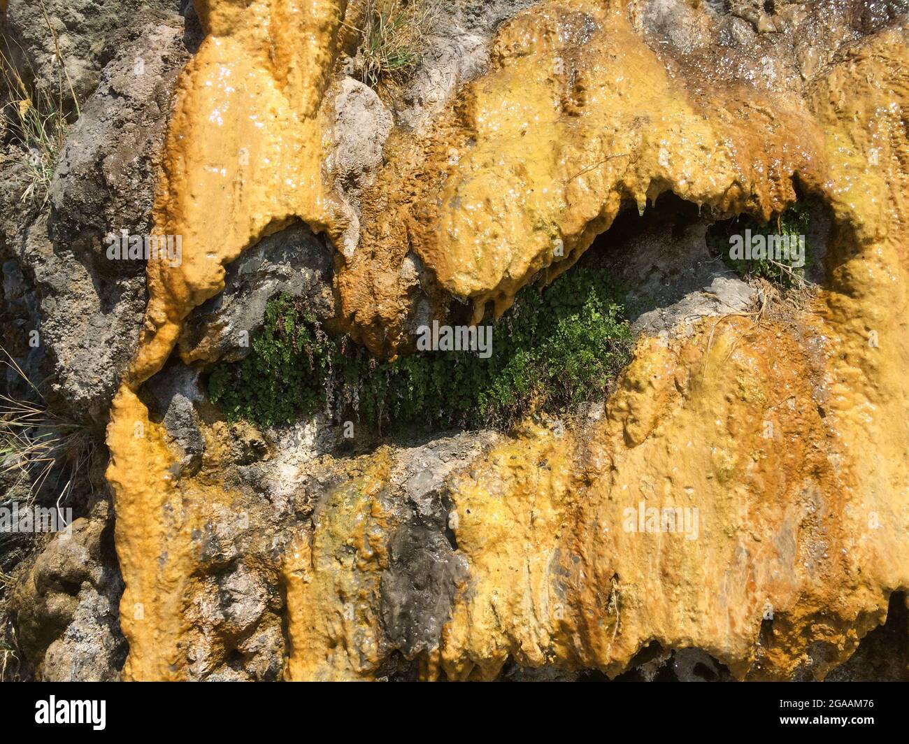 Background with yellow mold on the mountain or rock Stock Photo - Alamy