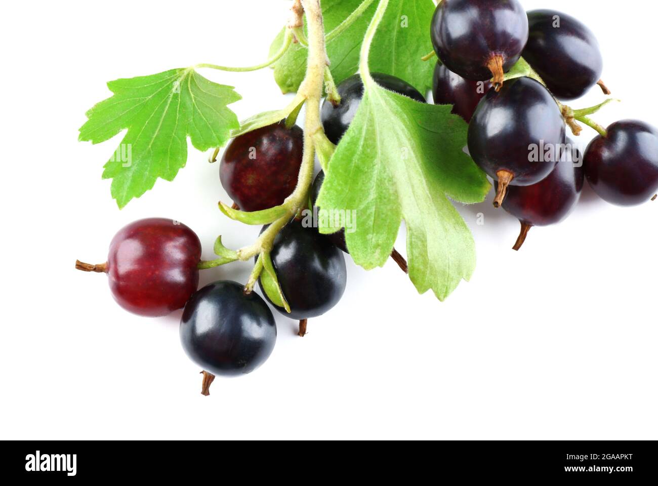 Wild black currant with green leaves isolated on white Stock Photo - Alamy