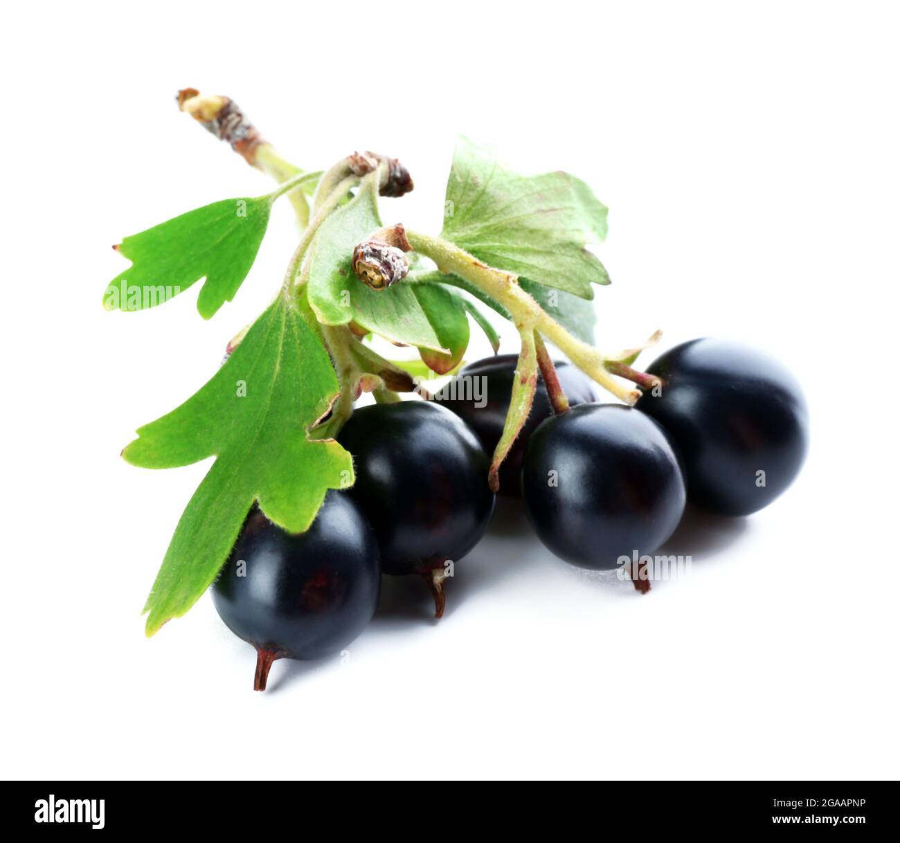 Wild black currant with green leaves isolated on white Stock Photo - Alamy