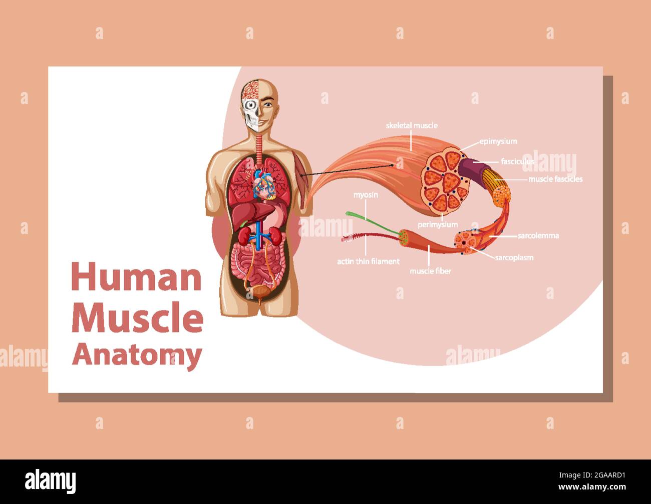 Human muscle anatomy with body anatomy illustration Stock Vector Image ...