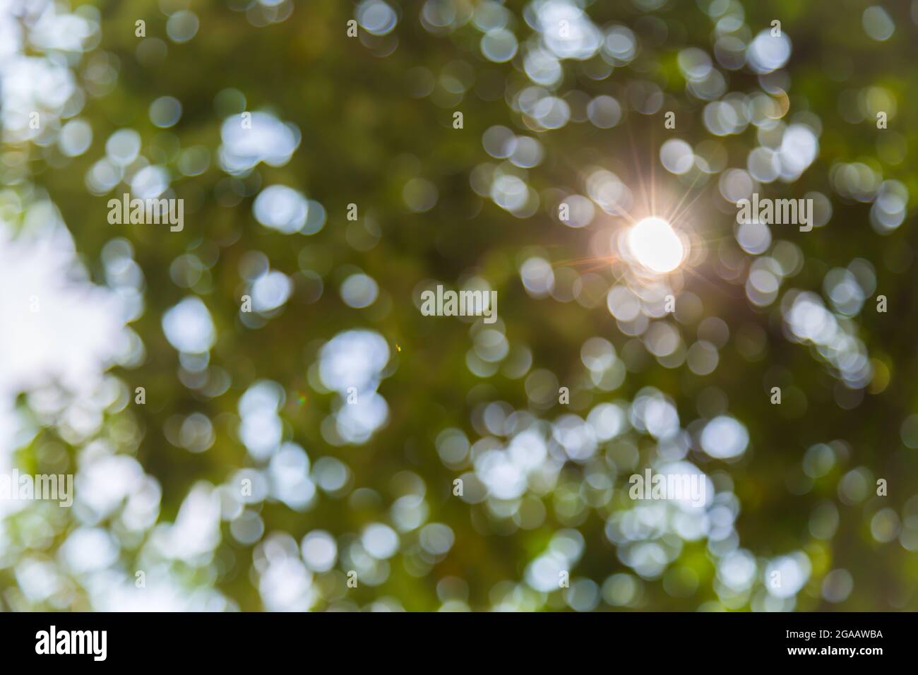 nature bokeh background with sun beam with tree leaves in defocus Stock Photo - Alamy