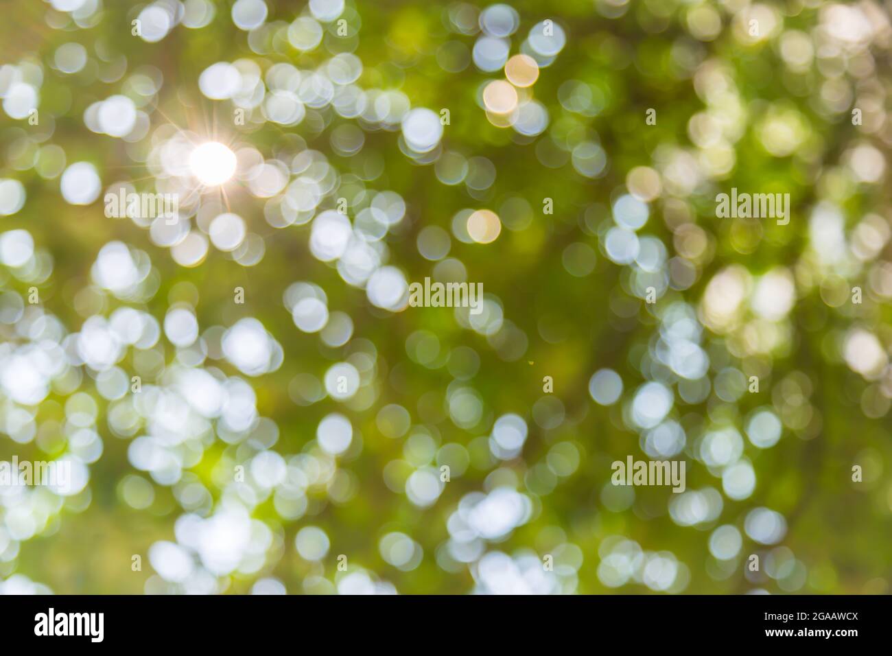 nature bokeh background with sun beam with tree leaves in defocus Stock ...
