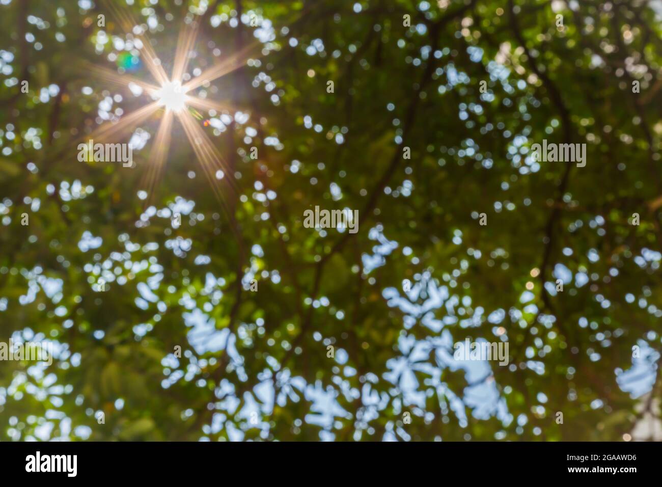 nature bokeh background with sun beam with tree leaves in defocus Stock ...