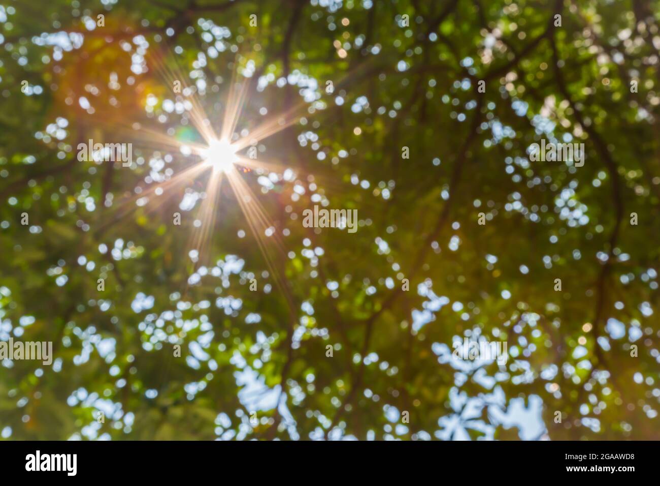 nature bokeh background with sun beam with tree leaves in defocus Stock ...