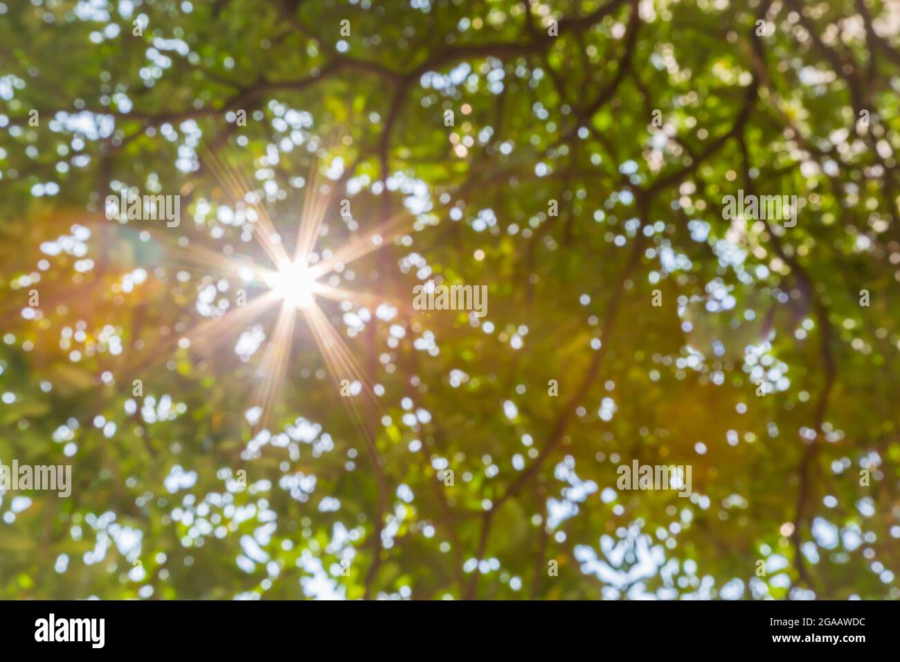 nature bokeh background with sun beam with tree leaves in defocus Stock ...