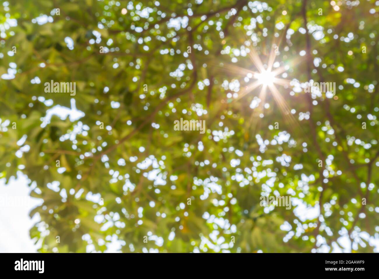 nature bokeh background with sun beam with tree leaves in defocus Stock ...