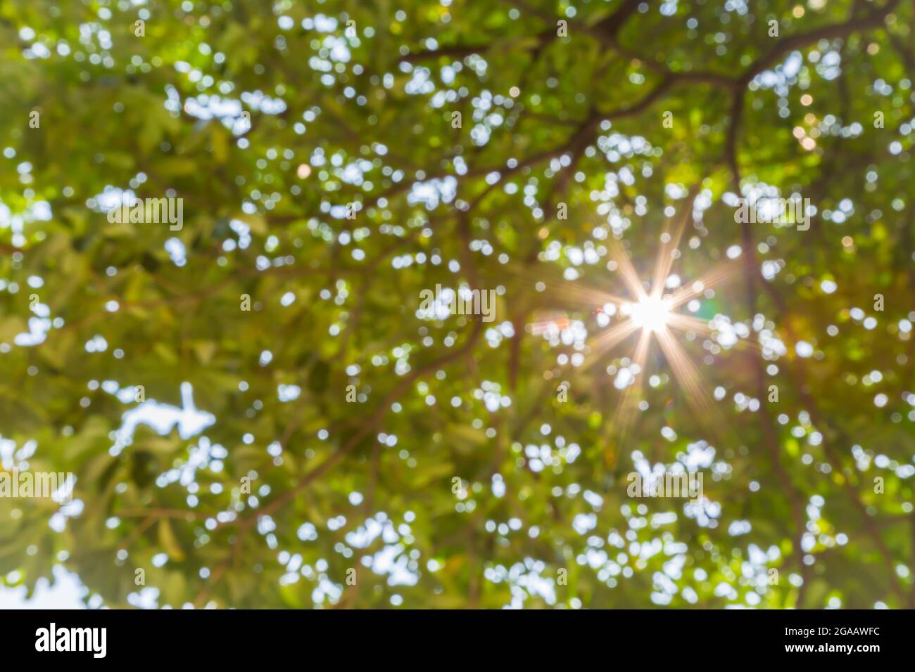 nature bokeh background with sun beam with tree leaves in defocus Stock ...