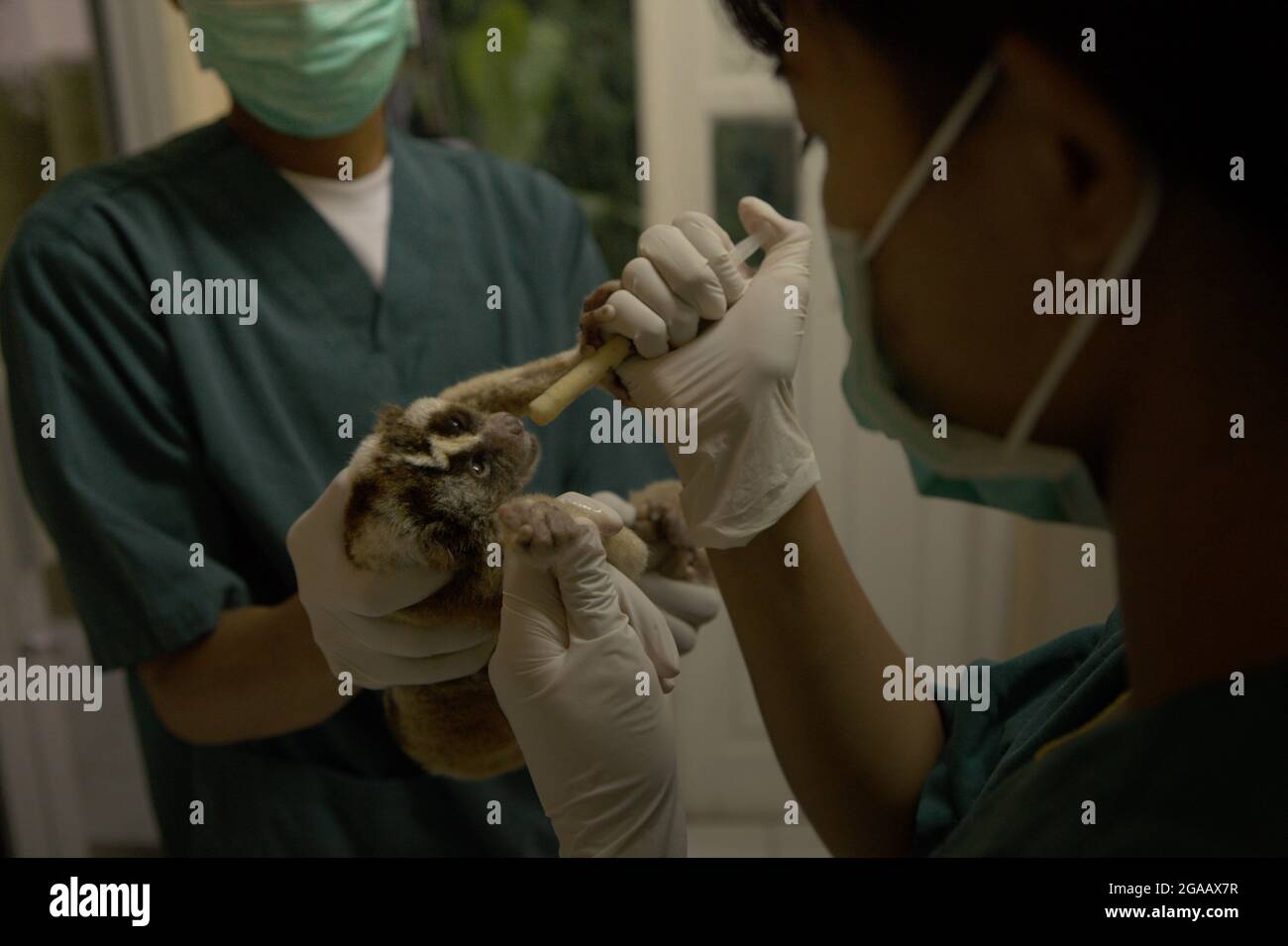 Paraveterinary workers hi-res stock photography and images - Alamy