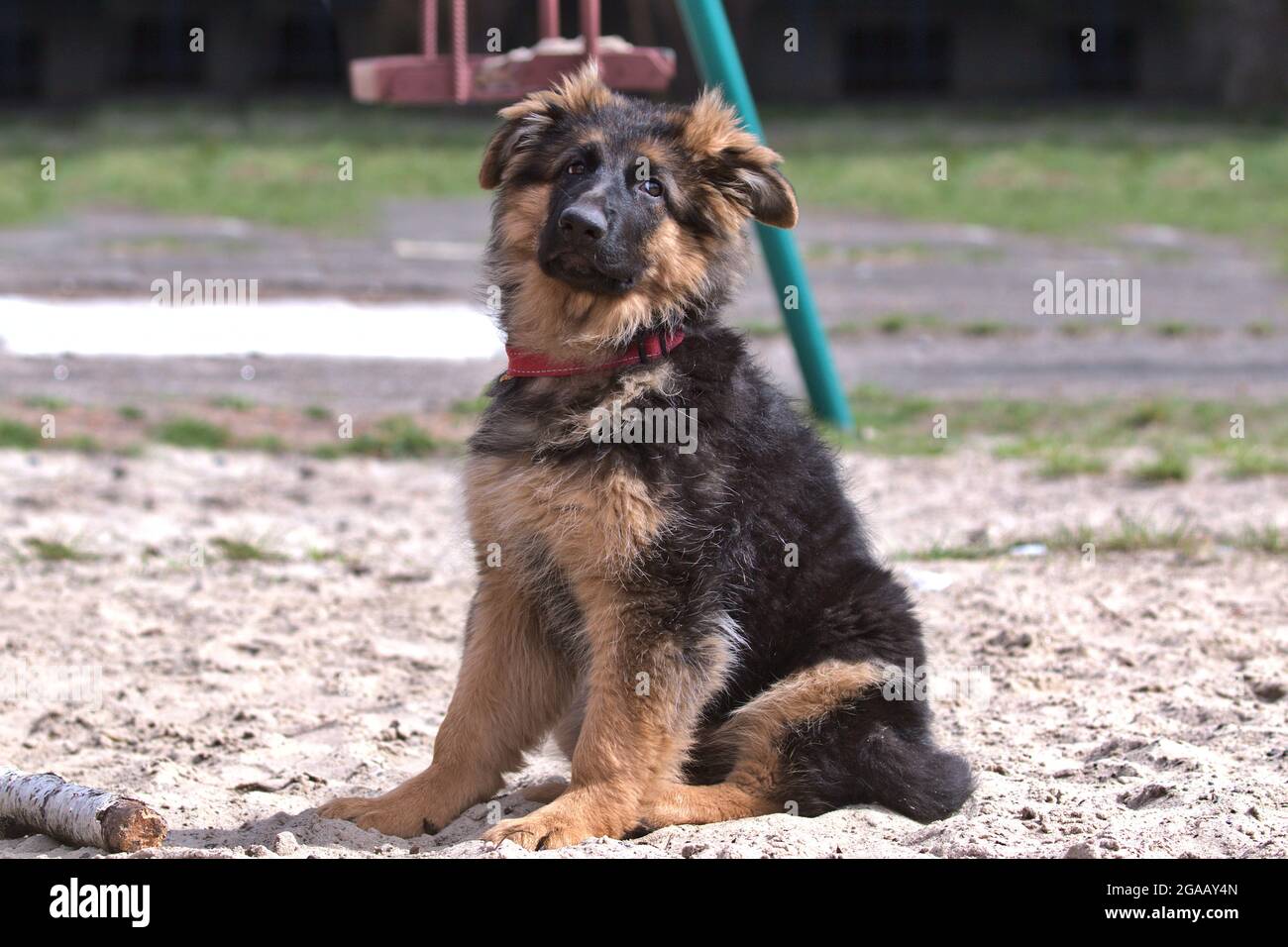 Purebred German Shepherd breed. German shepherd puppy for a walk in the ...