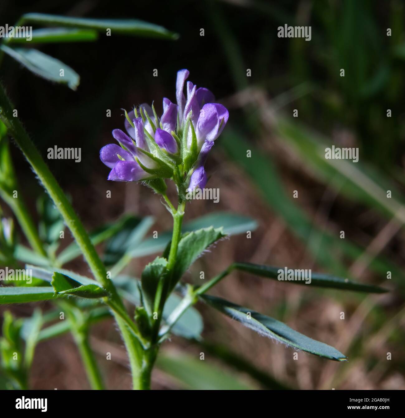 closeup photo of alfalfa plant flowers Stock Photo - Alamy