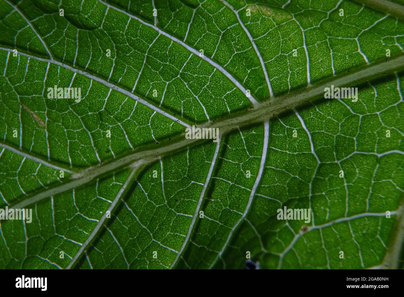 closeup photo of plant leaf veins pattern Stock Photo - Alamy