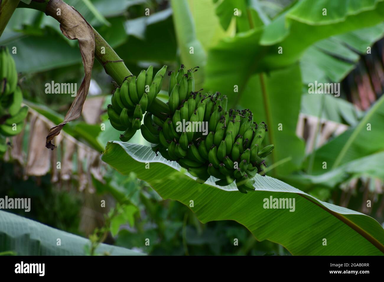 Edible banana plants hi-res stock photography and images - Alamy