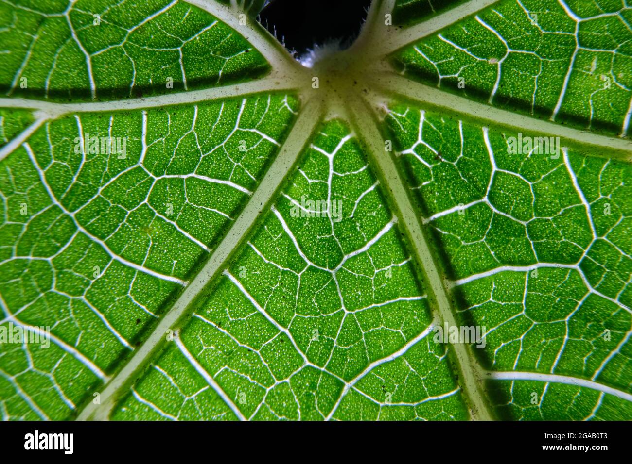 closeup photo of plant leaf veins pattern Stock Photo - Alamy