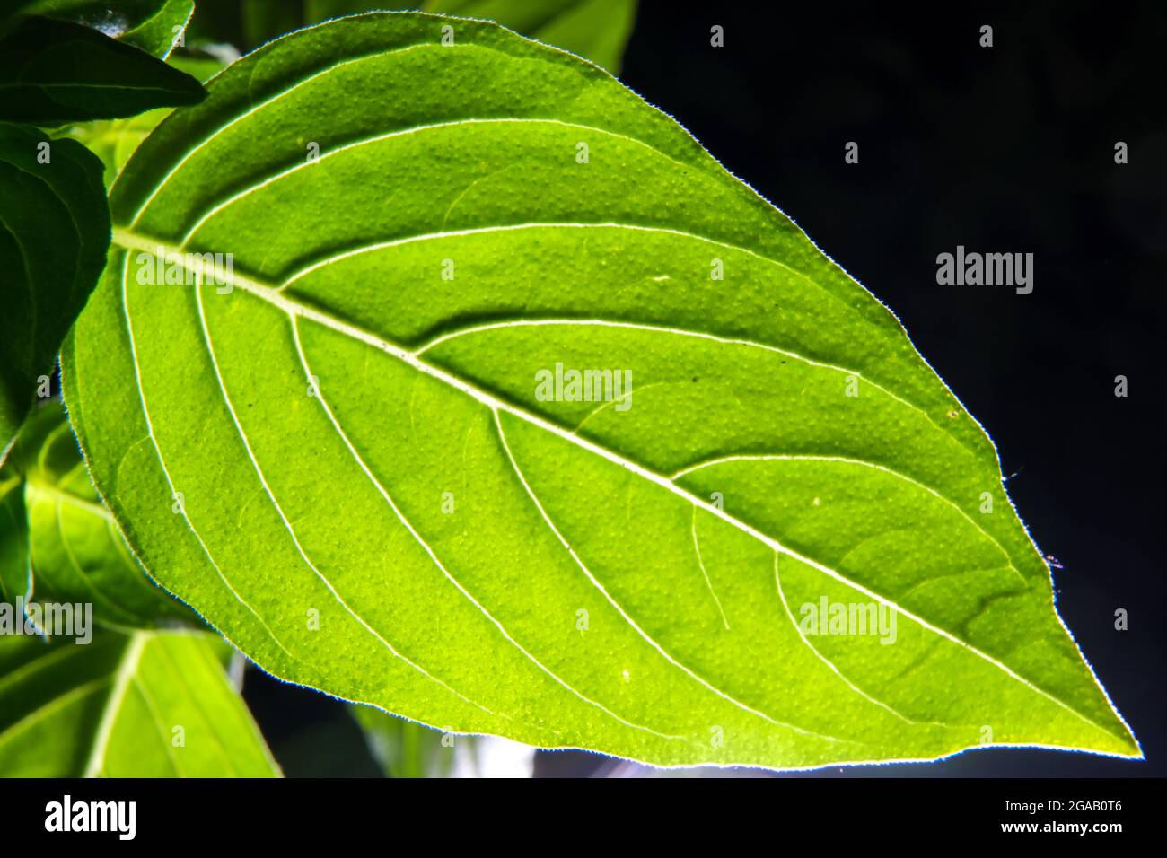 closeup photo of plant leaf veins pattern Stock Photo - Alamy