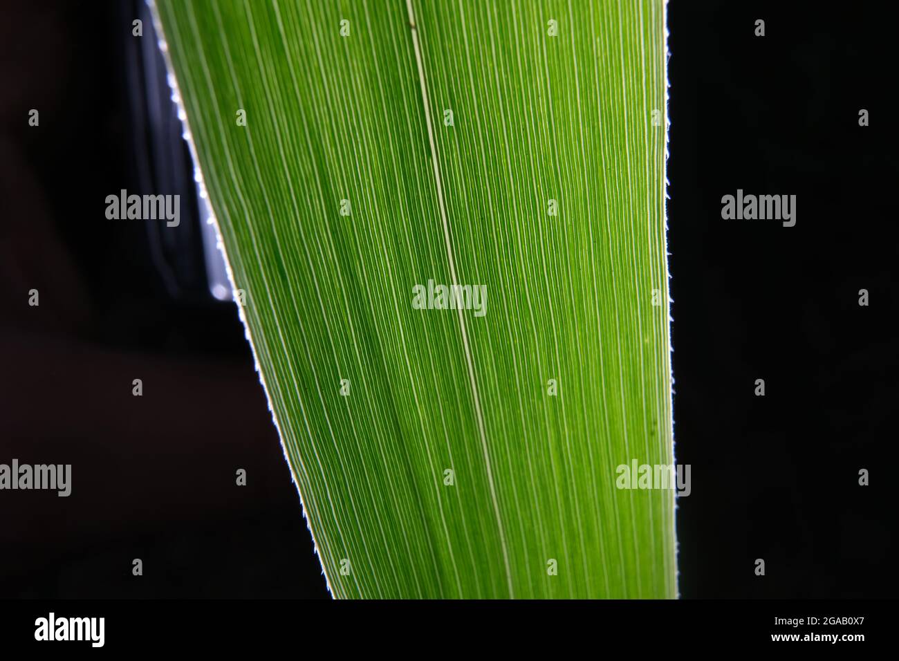 closeup photo of plant leaf veins pattern Stock Photo - Alamy