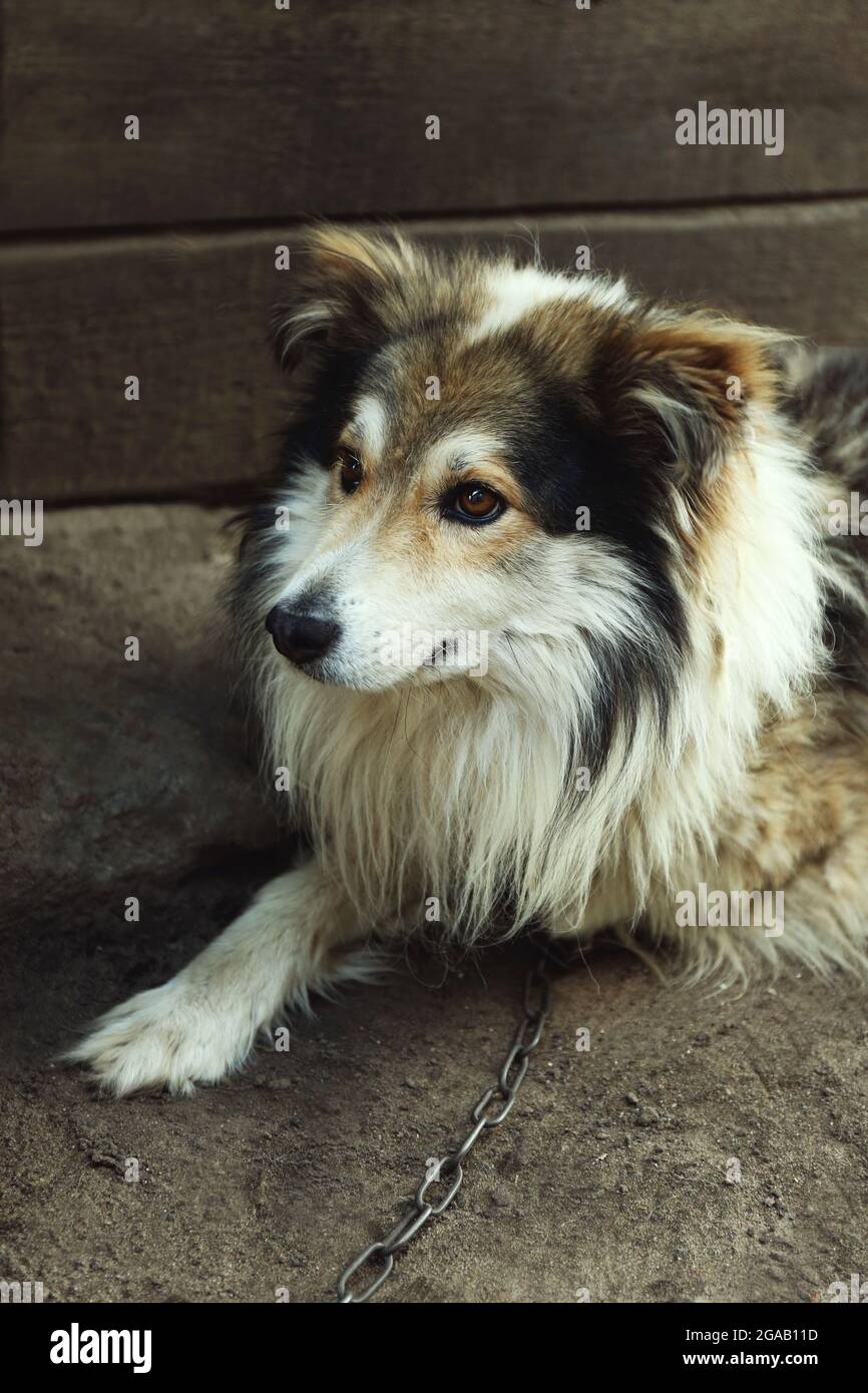 Dog on chain, close-up Stock Photo - Alamy