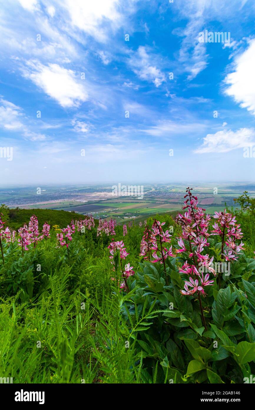 Dictamnus flower hi-res stock photography and images - Alamy