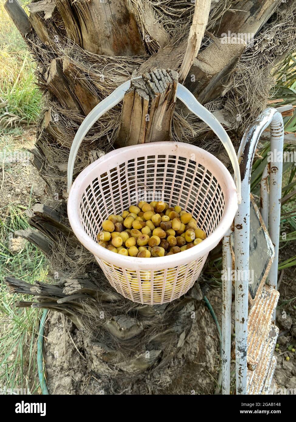 Harvesting Unripe Yellowish-Green Dates from a Palm Tree Stock Photo ...