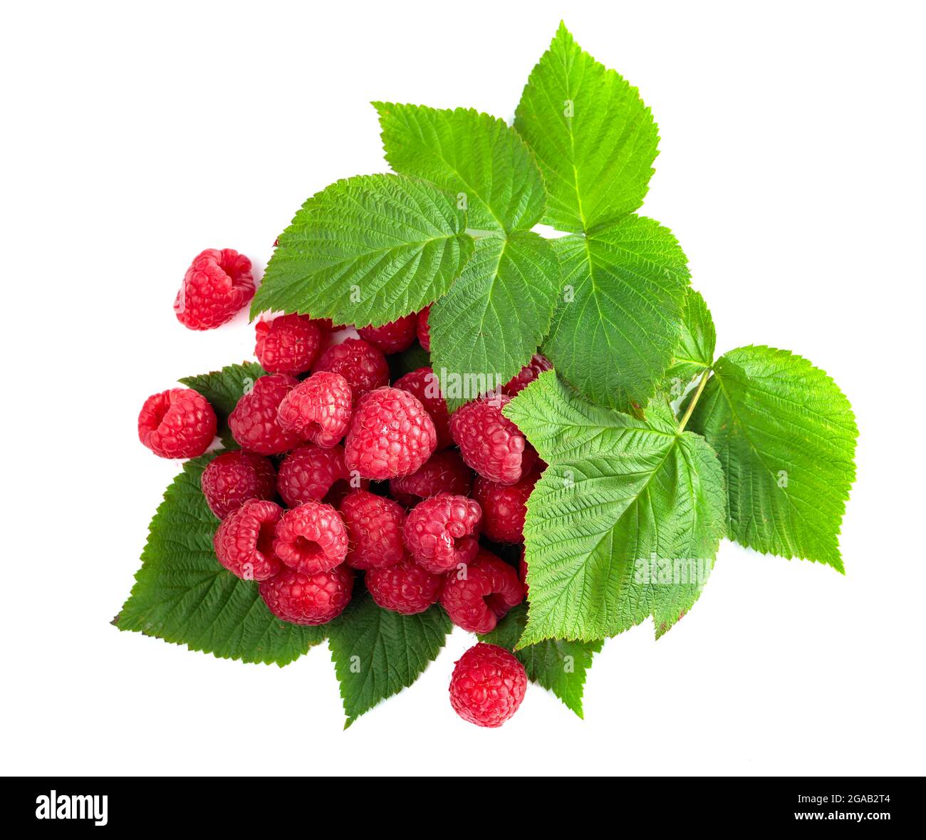 Fresh raspberries with leaves isolated on a white background Stock ...