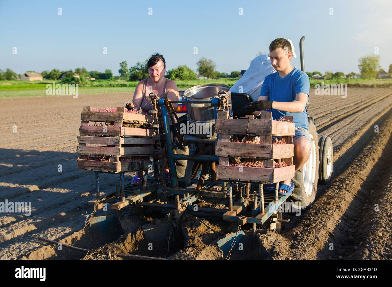 People are planting a field with potatoes. Automation of the process of ...