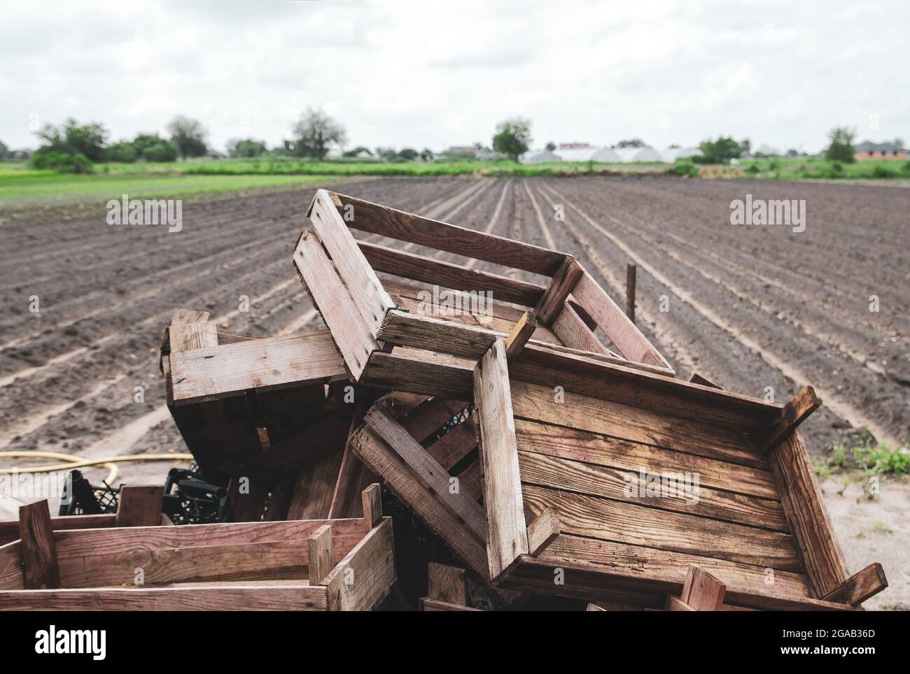 Pile of wooden crates on a farm field. End of potato planting campaign ...